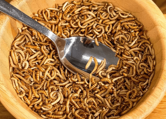 FoFF – Disgusting Food Museum