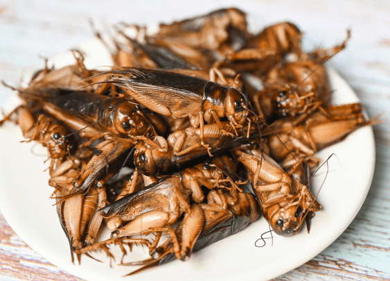 Disgusting Food Museum - 80 of the world’s most disgusting foods.