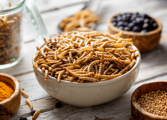 FoFF – Disgusting Food Museum