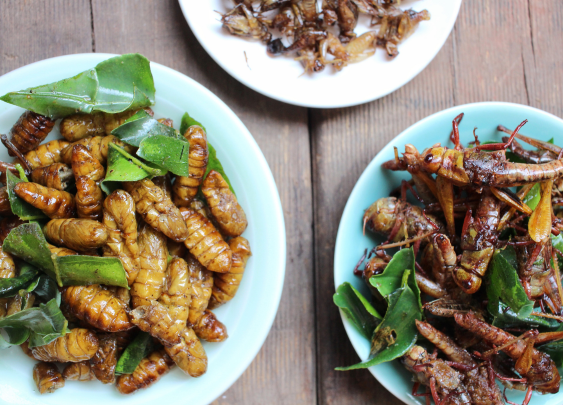 FoFF – Disgusting Food Museum