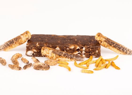 FoFF – Disgusting Food Museum