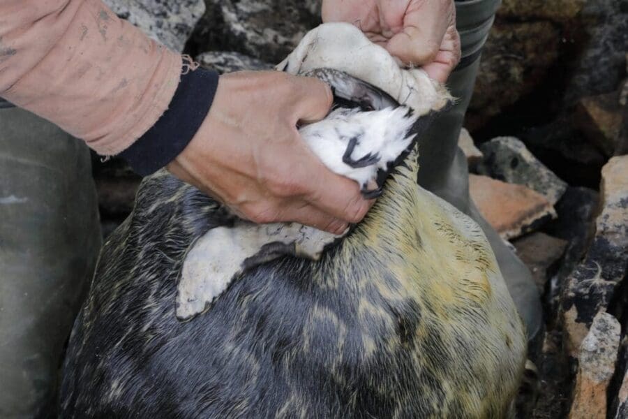 Kiviak - Little auk birds fermented inside a seal - DFM