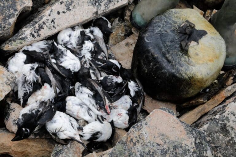 Kiviak - Little auk birds fermented inside a seal - DFM