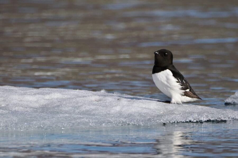 Kiviak - Little auk birds fermented inside a seal - DFM